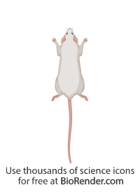 Free Rat (dorsal, straight tail) Icons, Symbols & Images | BioRender