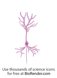 Free Pyramidal neuron (hippocampal, dendritic spines, med) Icons ...