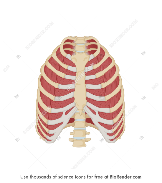 Free Rib cage (with intercostal muscles, inhalation) Icons, Symbols ...