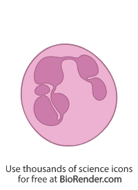 Free Neutrophil (hypersegmented, no granules) Icons, Symbols & Images ...