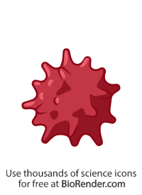 Free Red blood cell (hypertonic) Icons, Symbols & Images | BioRender