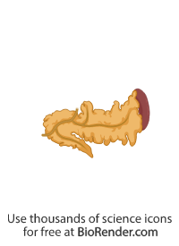 Free Mouse pancreas (with spleen) Icons, Symbols & Images | BioRender