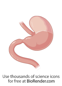 Free Mouse stomach (anterior) Icons, Symbols & Images | BioRender