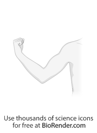 Free Arm (flexed, anterior) Icons, Symbols & Images | BioRender