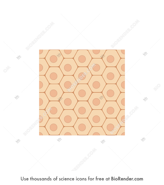 Free Tissue sheet (hexagonal) Icons, Symbols & Images | BioRender