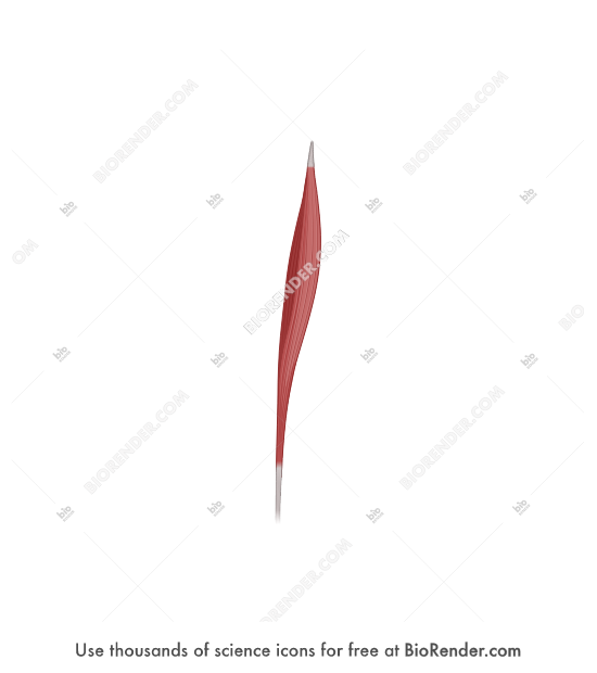 Free Mouse soleus (lateral) Icons, Symbols & Images | BioRender