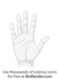 Free Hand (palmar view) Icons, Symbols & Images | BioRender