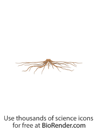 Free Tree roots Icons, Symbols & Images | BioRender
