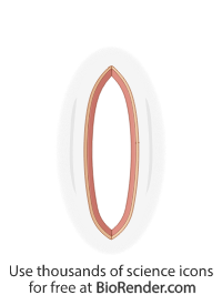 Free Open surgical incision 1 (human) Icons, Symbols & Images | BioRender