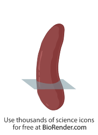 Free Mouse spleen (transverse plane) Icons, Symbols & Images | BioRender