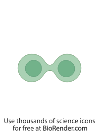 Free T-cell dividing Icons, Symbols & Images | BioRender