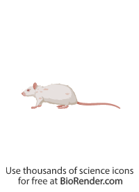 Free Rat (old, lateral) Icons, Symbols & Images | BioRender