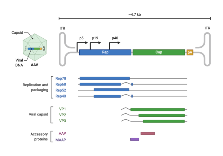Adeno-Associated Virus (AAV) Genome | BioRender Science Templates