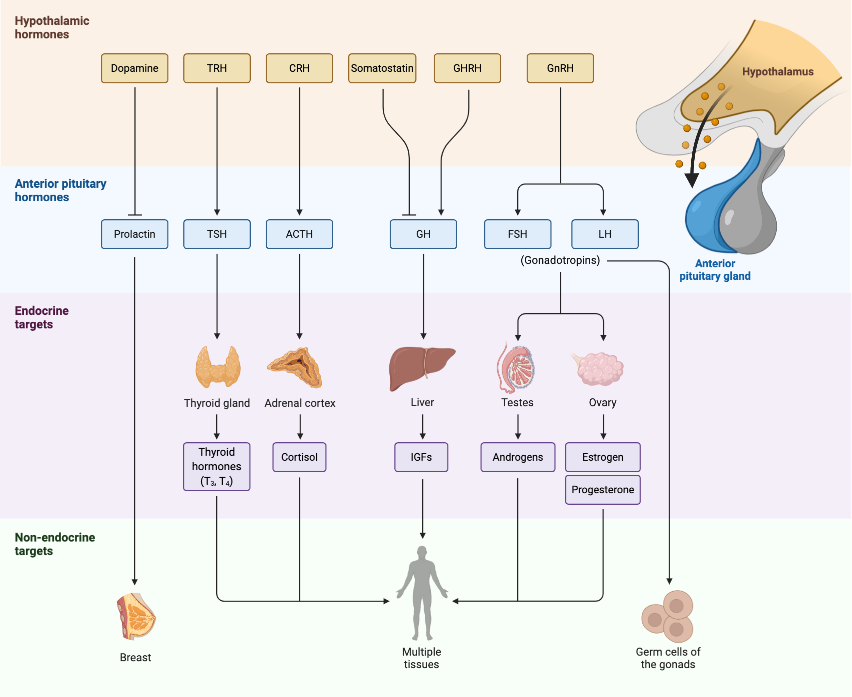 Overview of Hypothalamic and Anterior Pituitary Hormones | BioRender ...