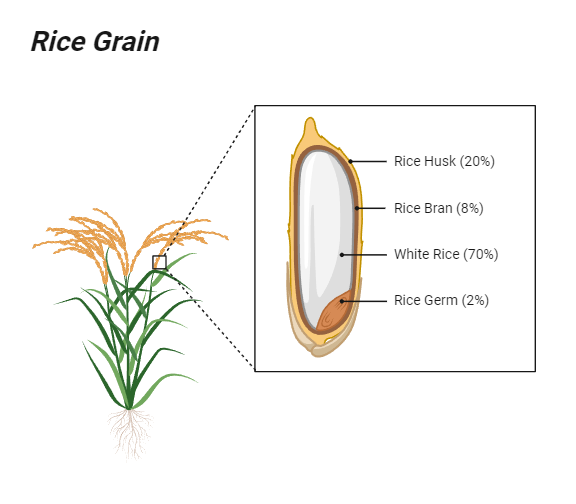 Rice Grain BioRender Science Templates Rice Grain BioRender Science Templates