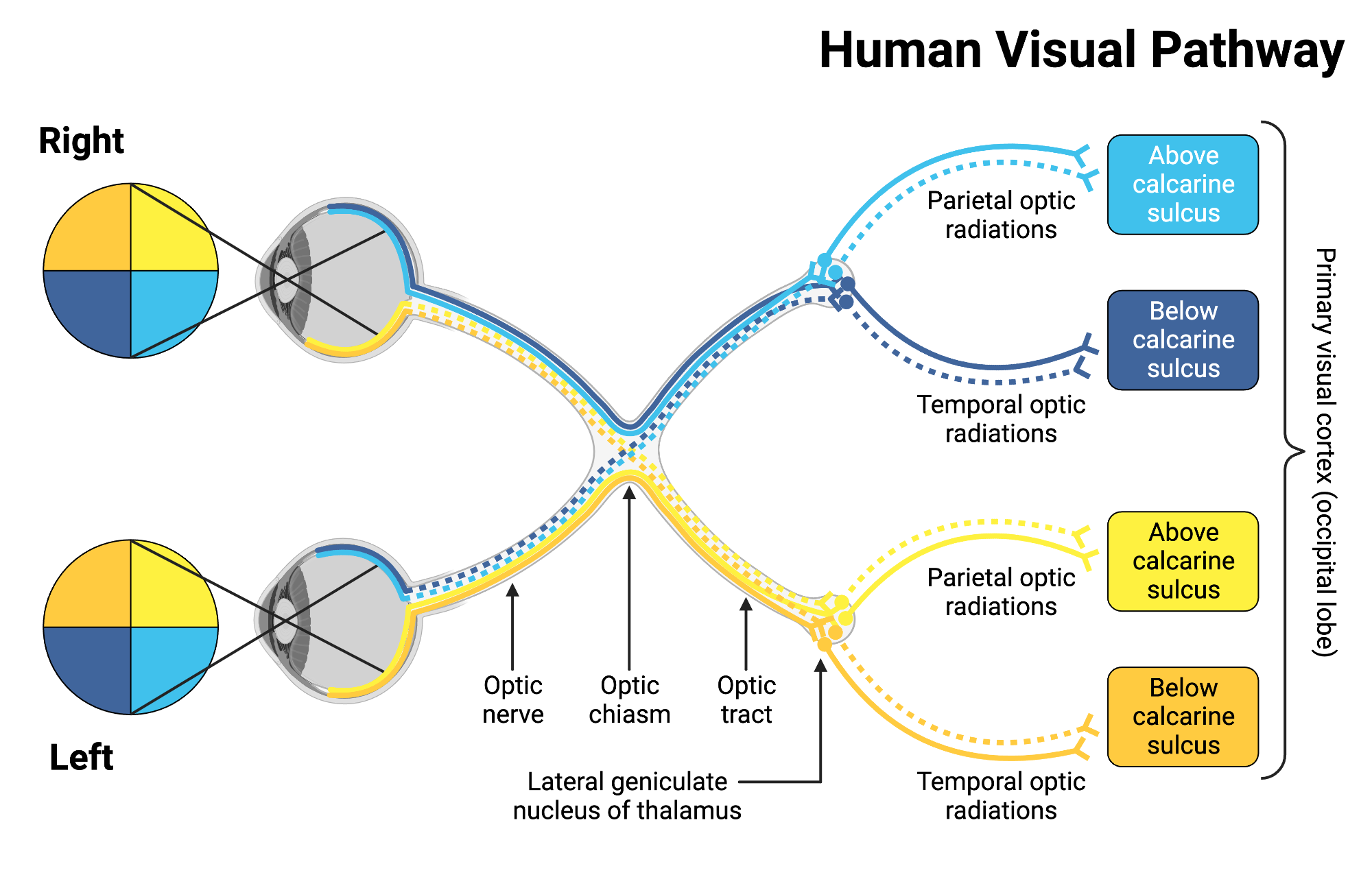 Human Visual Pathway | BioRender Science Templates