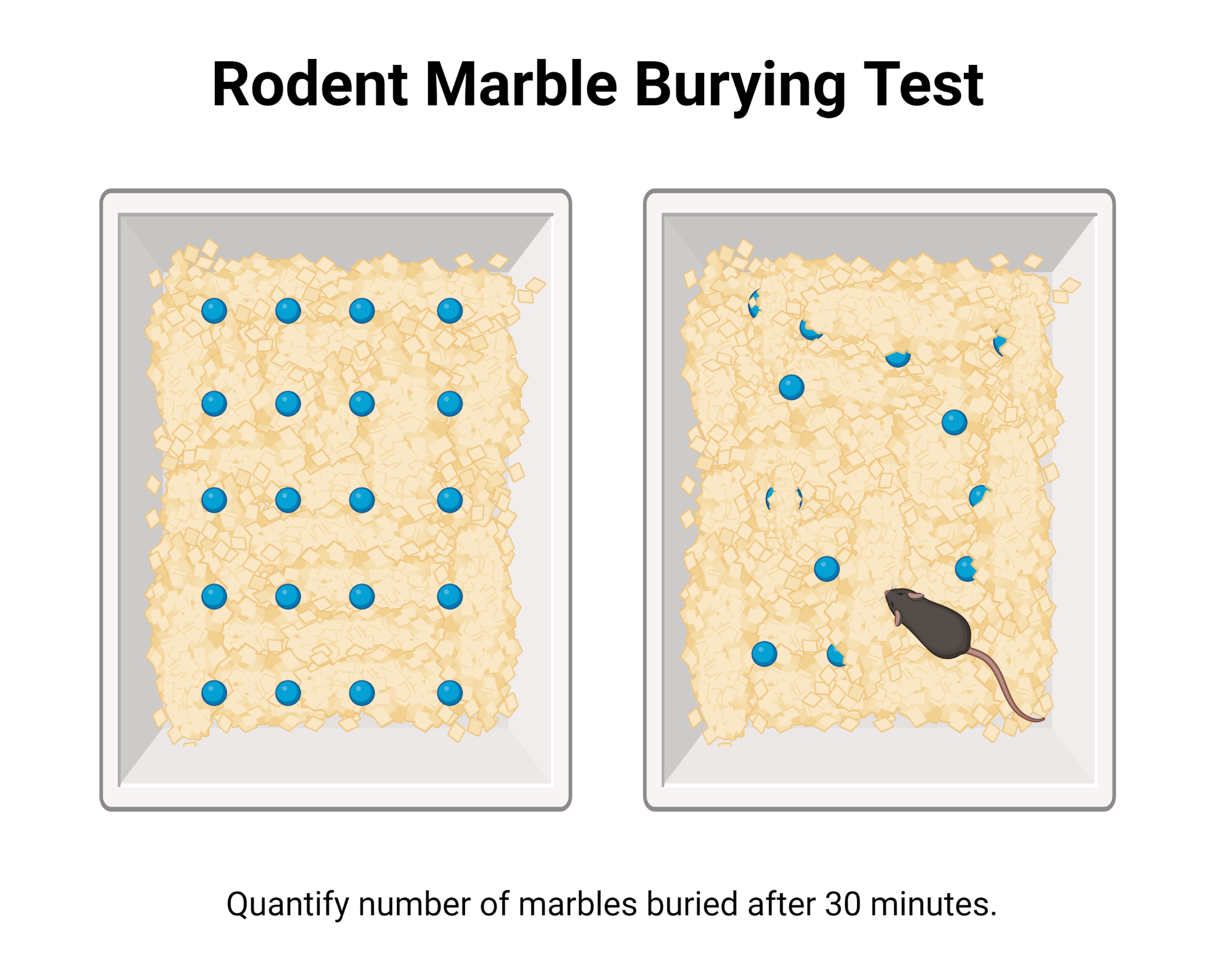 Rodent Marble Burying Behavioral Test | BioRender Science Templates