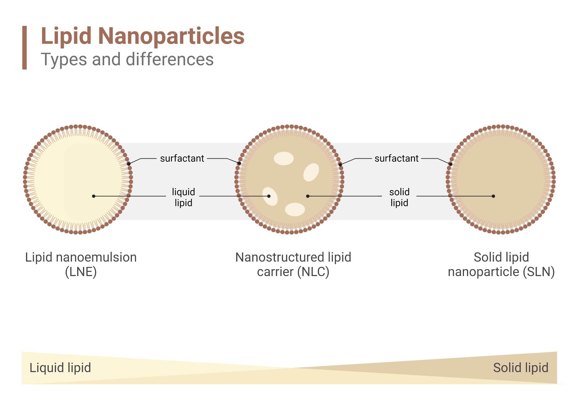 Types of Lipid Nanoparticles | BioRender Science Templates