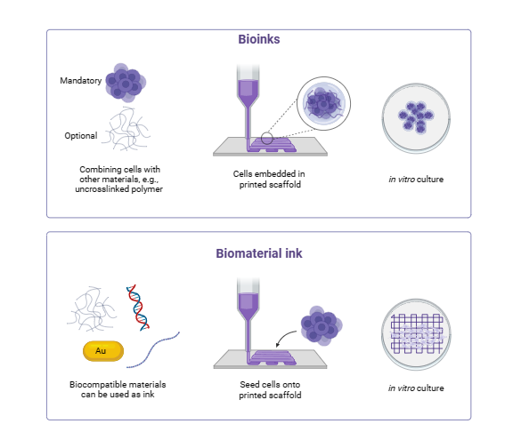 Bioink vs. biomaterial ink | BioRender Science Templates