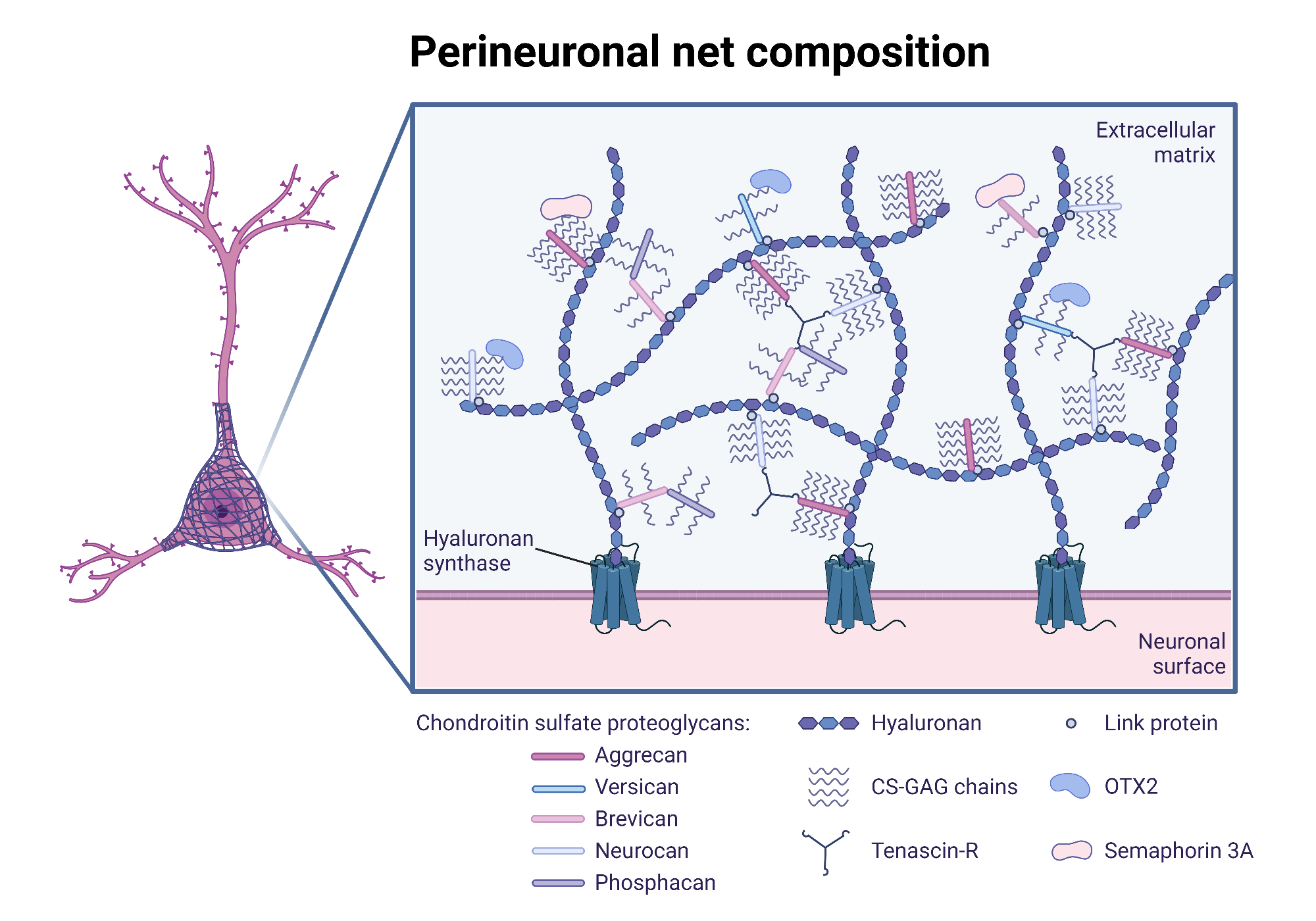 Perineuronal net composition | BioRender Science Templates