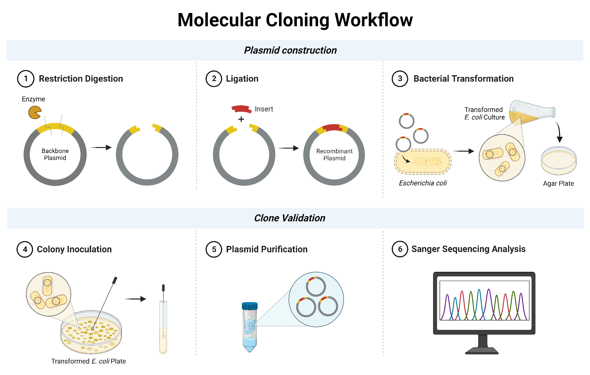 Molecular Cloning Workflow | BioRender Science Templates