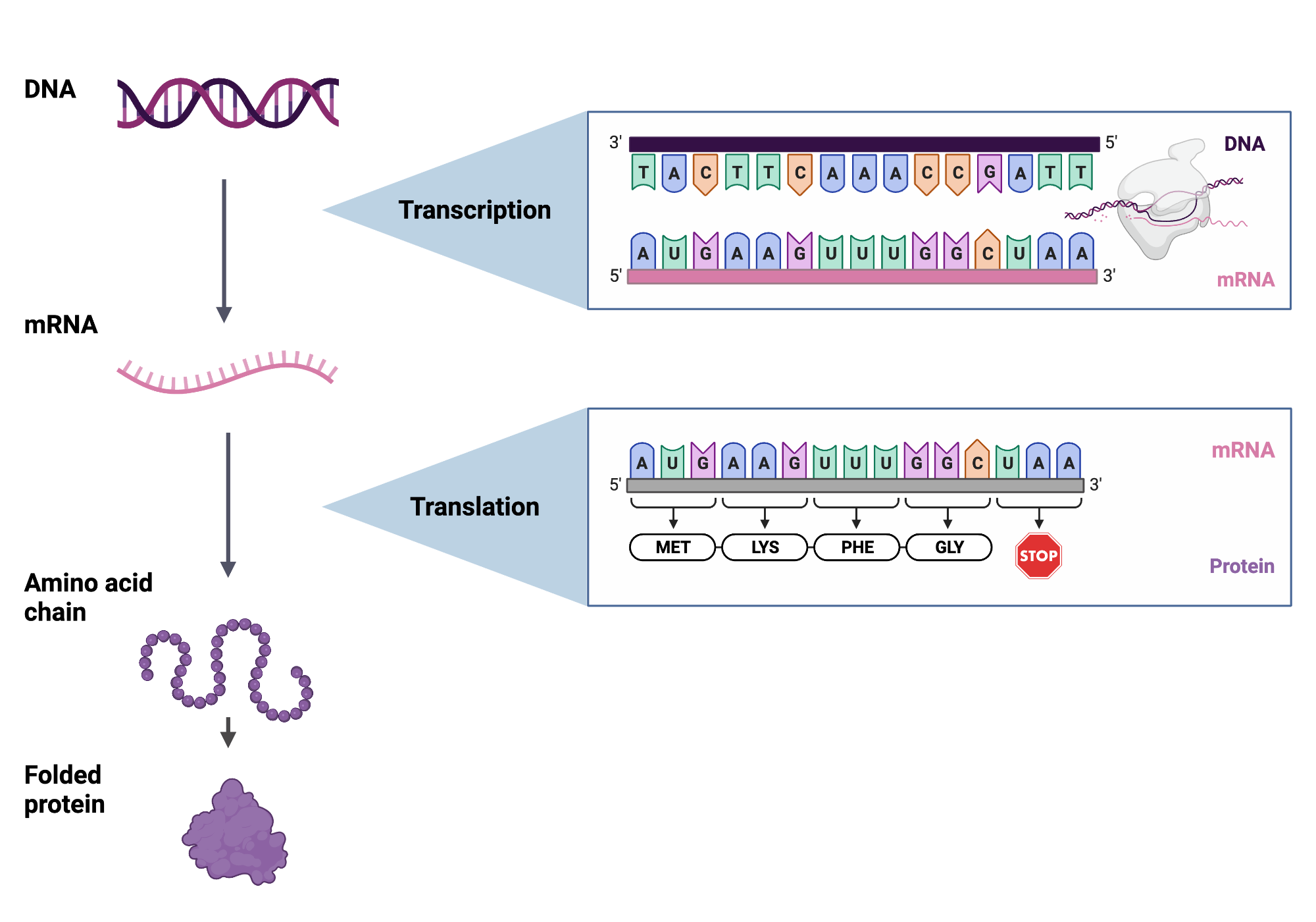 Central dogma | BioRender Science Templates