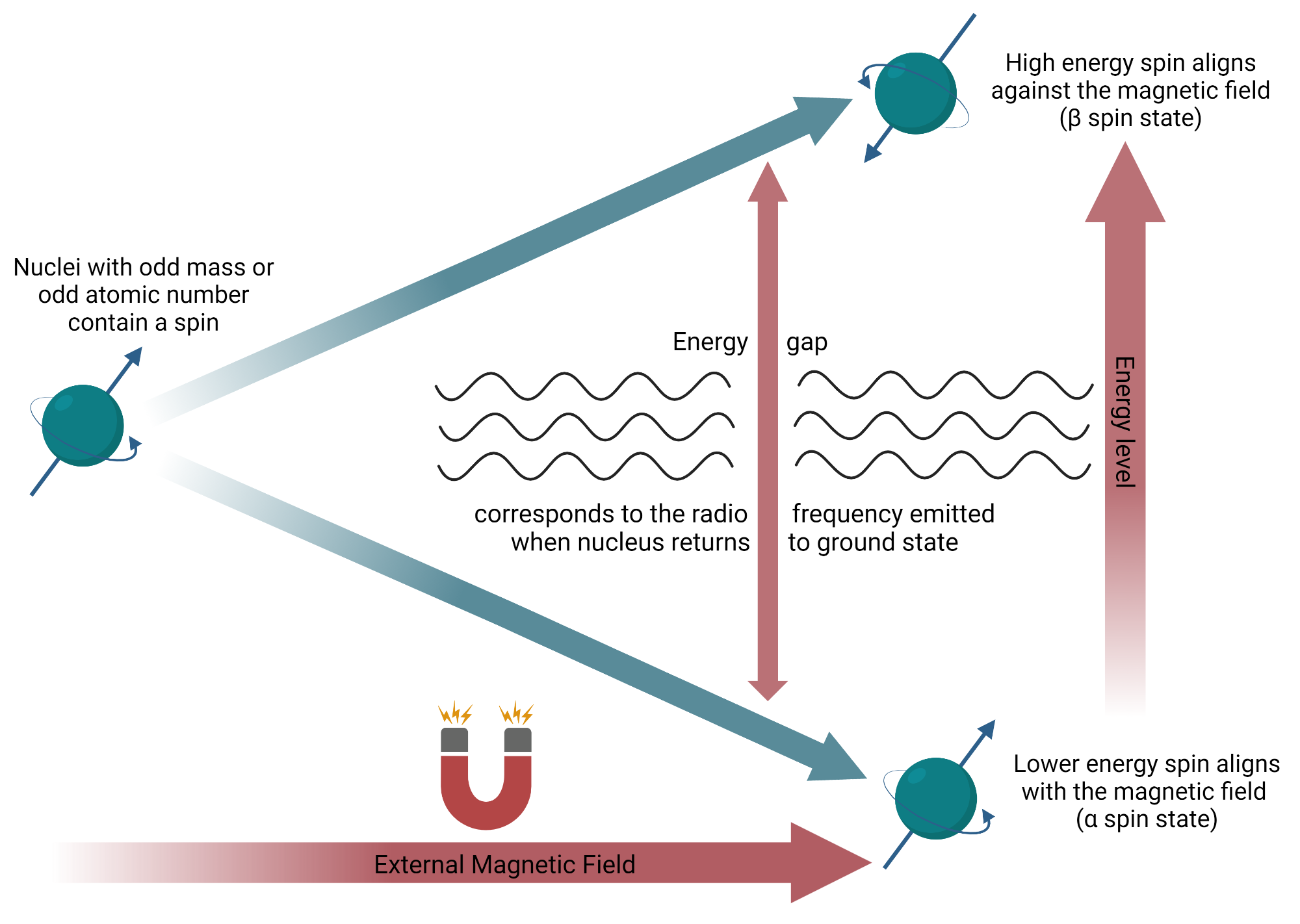 NMR principles | BioRender Science Templates