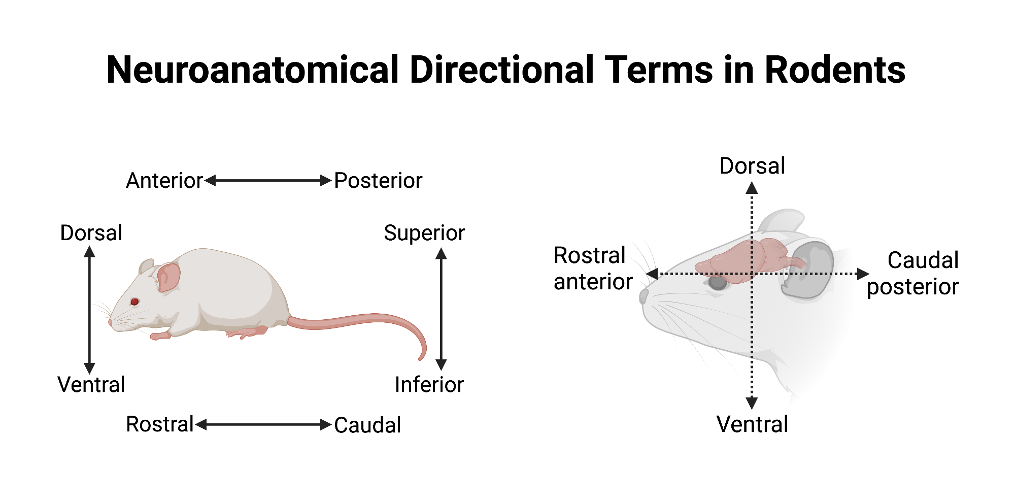 Neuroanatomical Directional Terms in Rodents | BioRender Science Templates