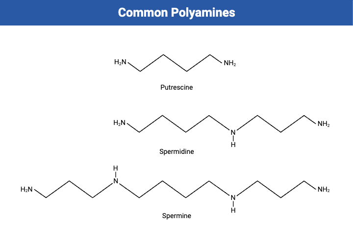 Polyamines | BioRender Science Templates