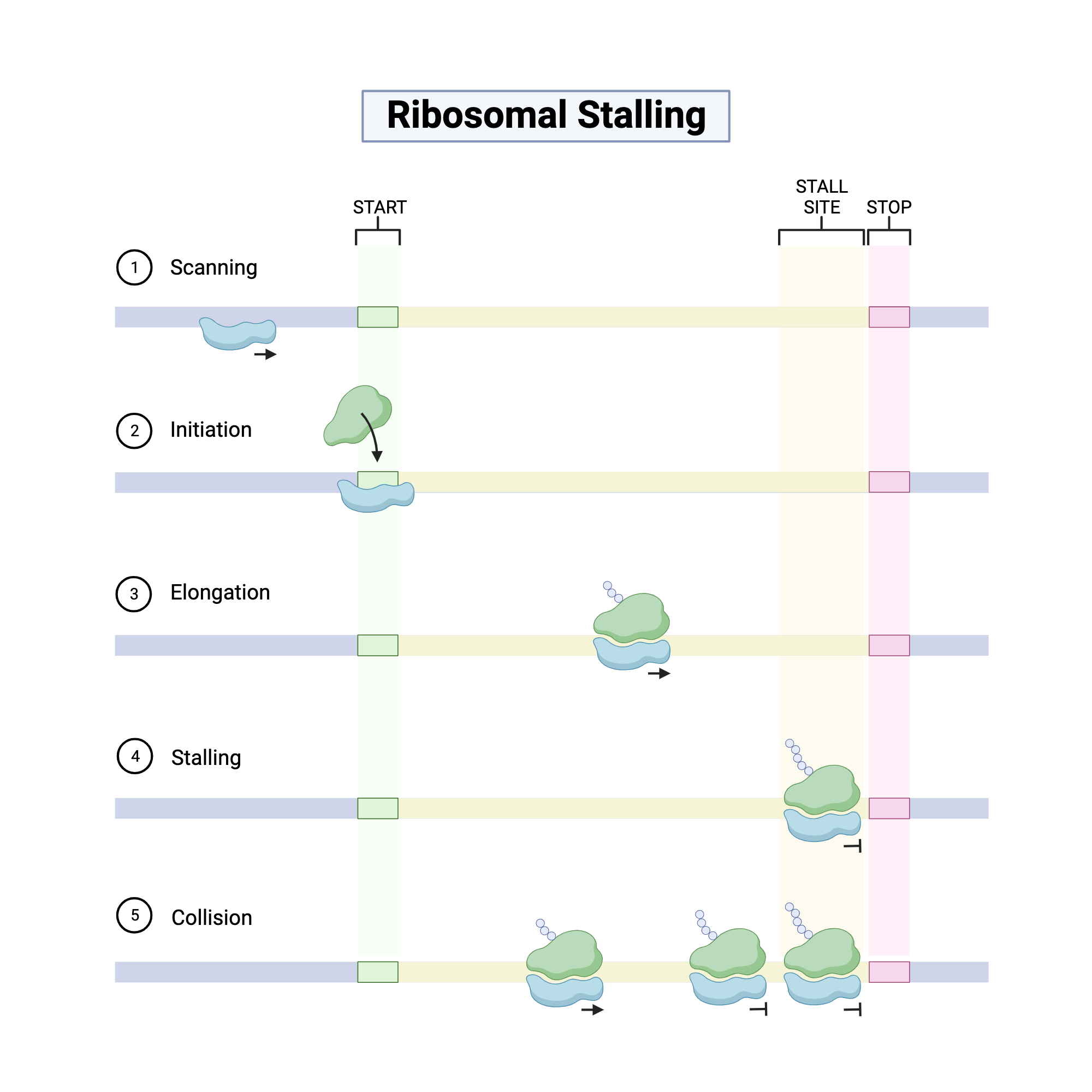 Ribosomal stalling | BioRender Science Templates