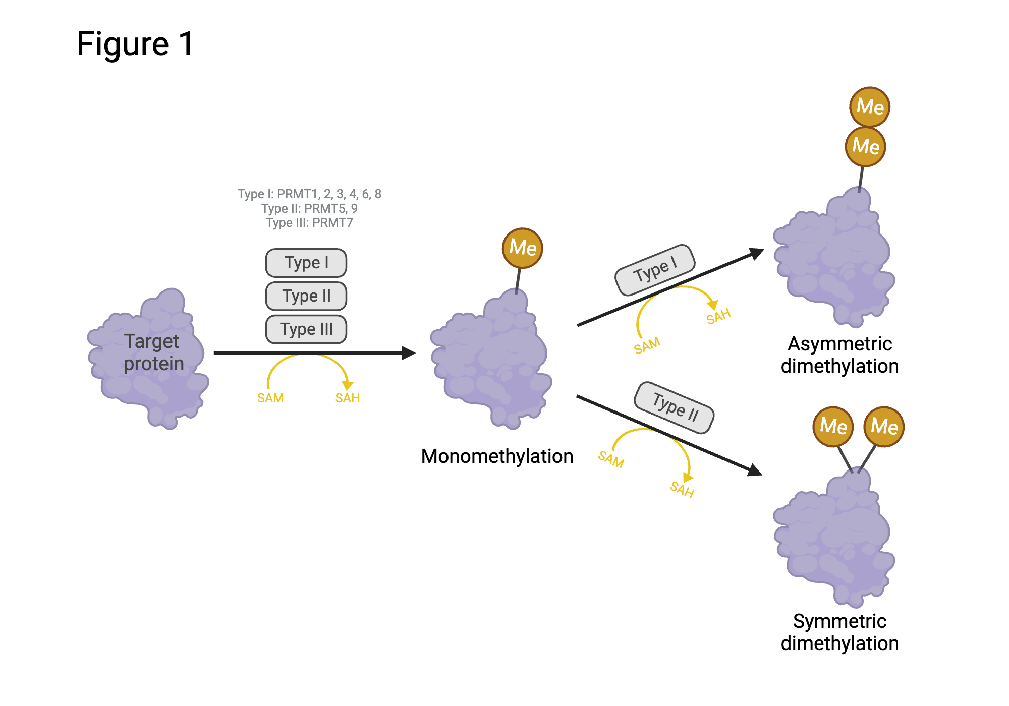 PRMT activity | BioRender Science Templates
