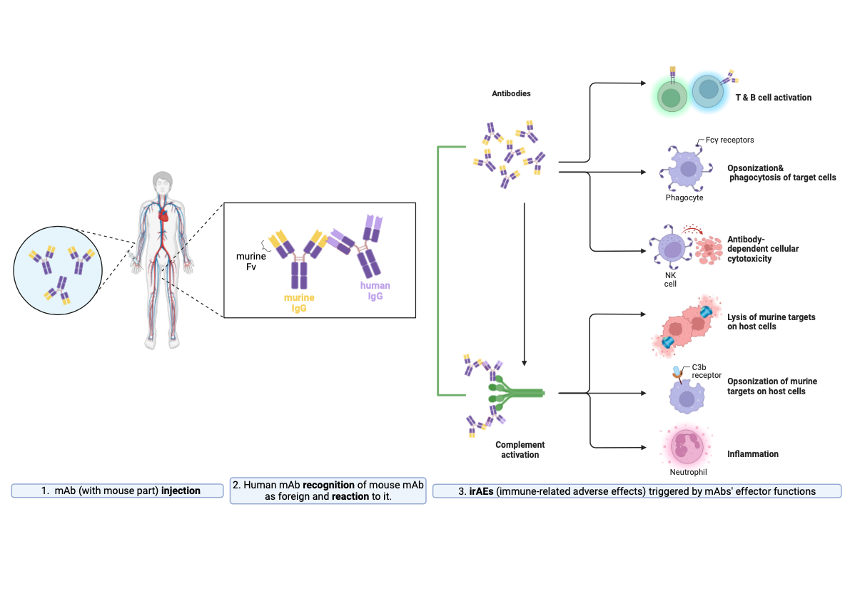 in vivo human anti-mouse antibody (HAMA) response mechanism of ...