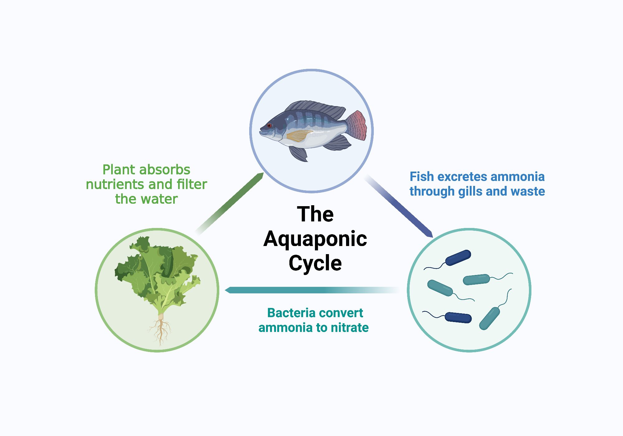 Aquaponic Cycle | BioRender Science Templates