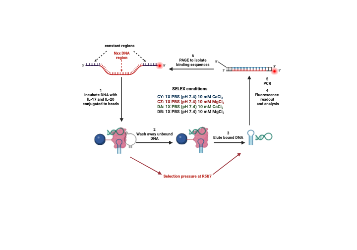 Systematic Evolution of Ligands by eXponential Enrichment (SELEX) for ...