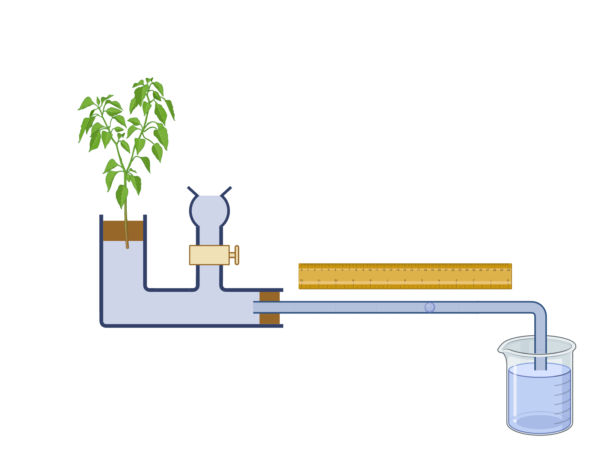 Potometer | BioRender Science Templates