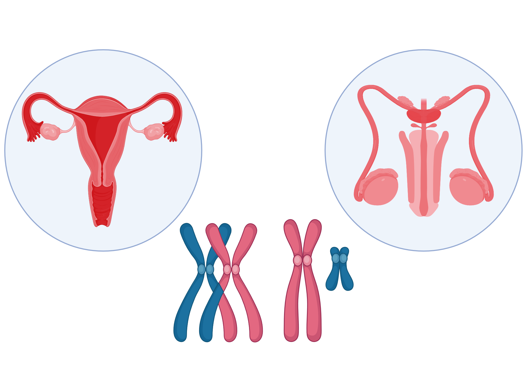 human sexual organs | BioRender Science Templates
