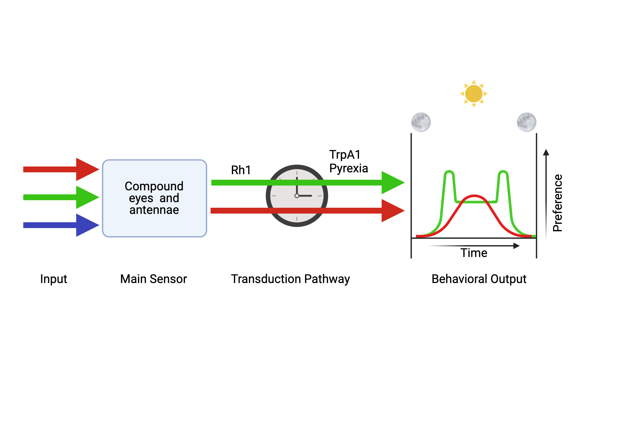 How light impacts circadian rhythms. | BioRender Science Templates