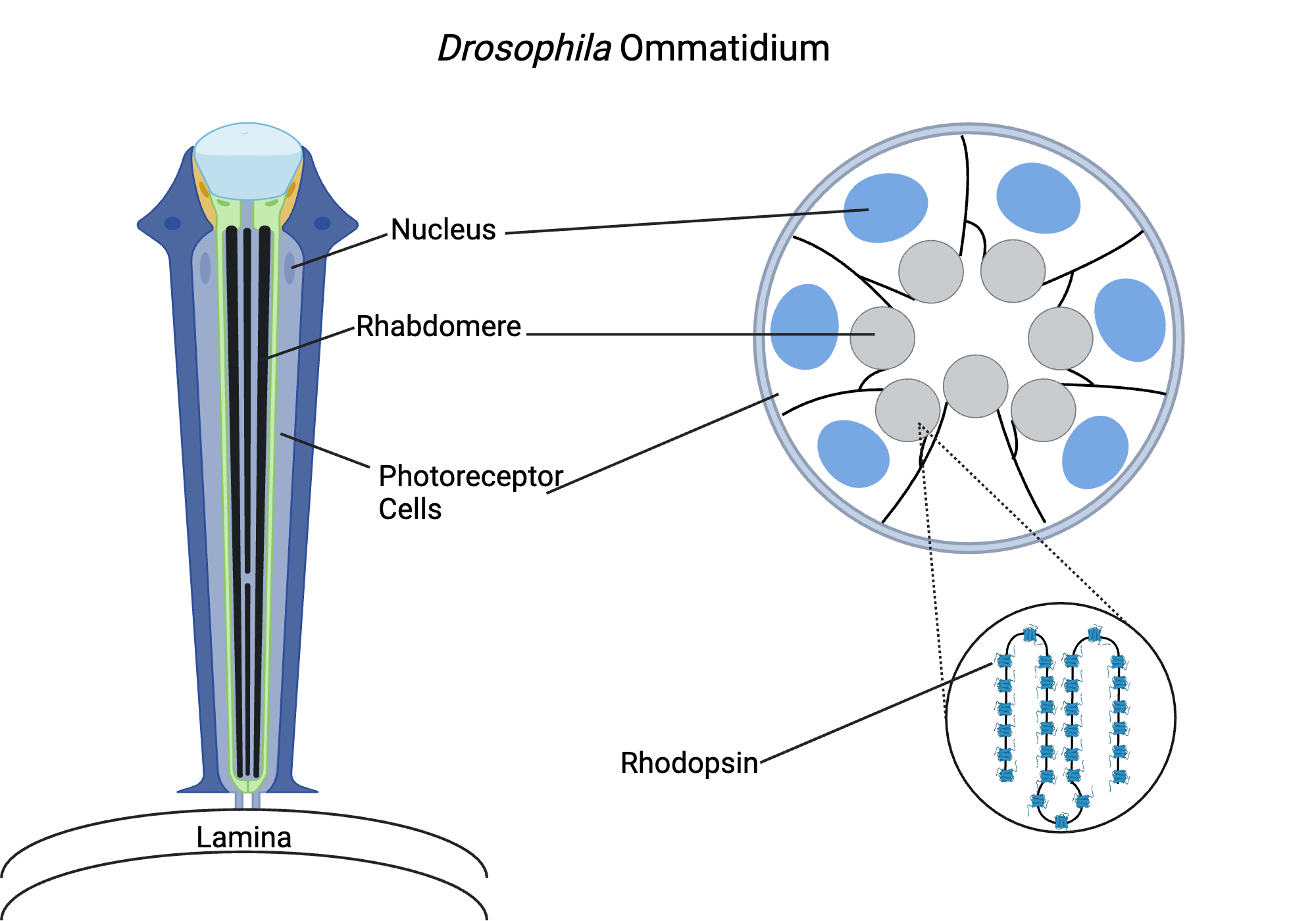 Rhabdomere and Ommatidia Structure | BioRender Science Templates