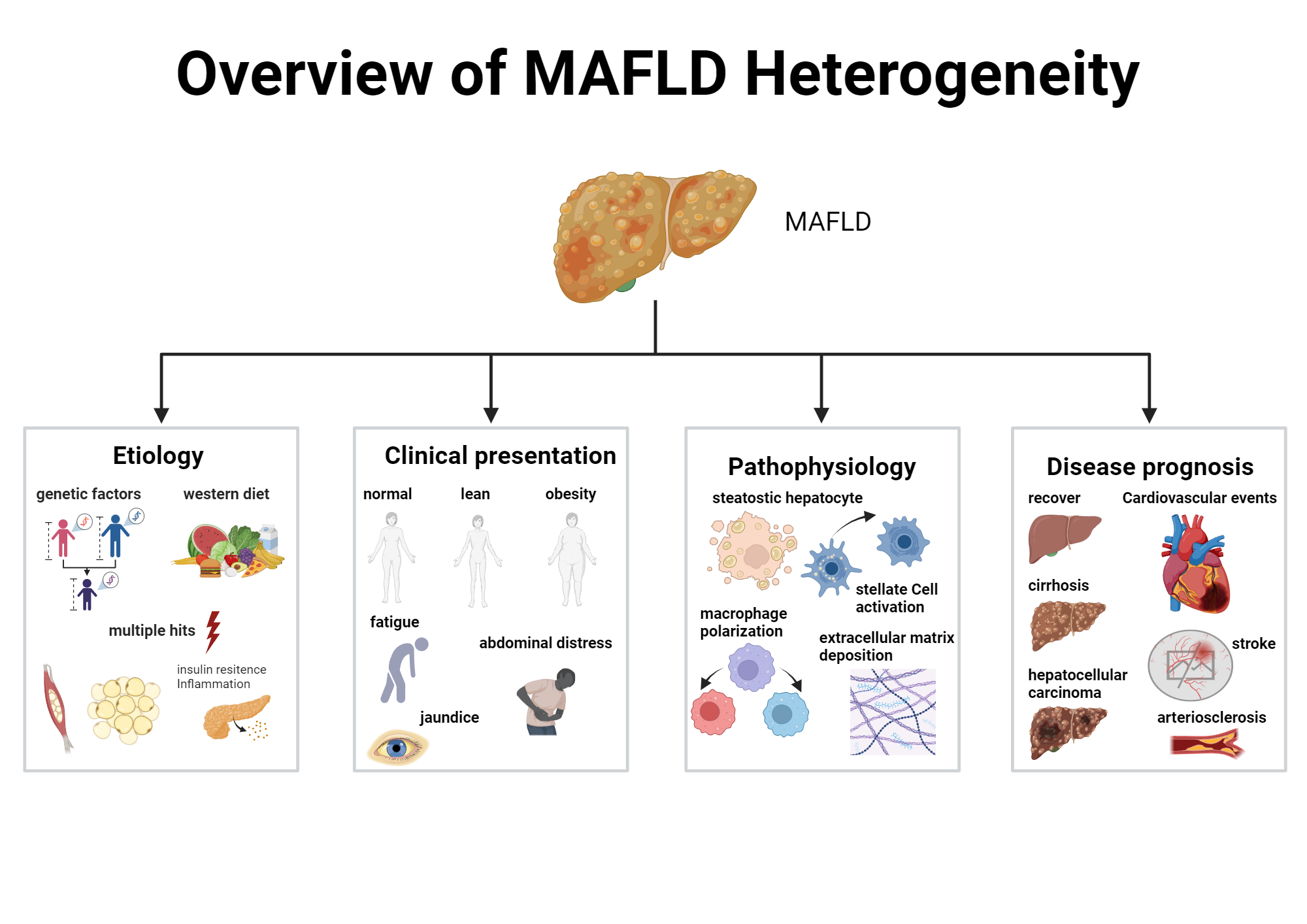 Overview of MAFLD heterogeneity | BioRender Science Templates