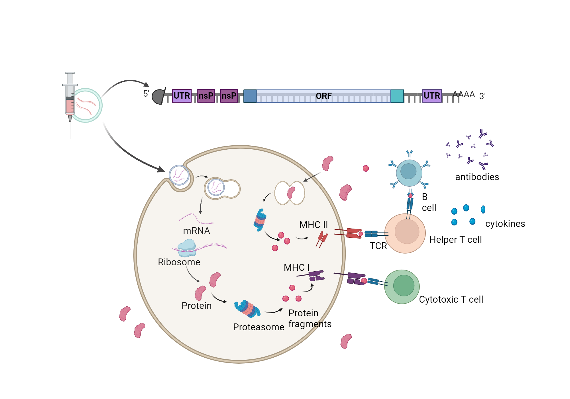 mRNA vaccine structure and mechanism of action | BioRender Science ...