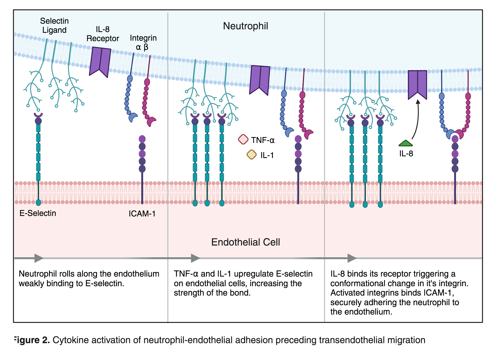 Cytokine activation of neutrophil-endothelial adhesion preceding ...