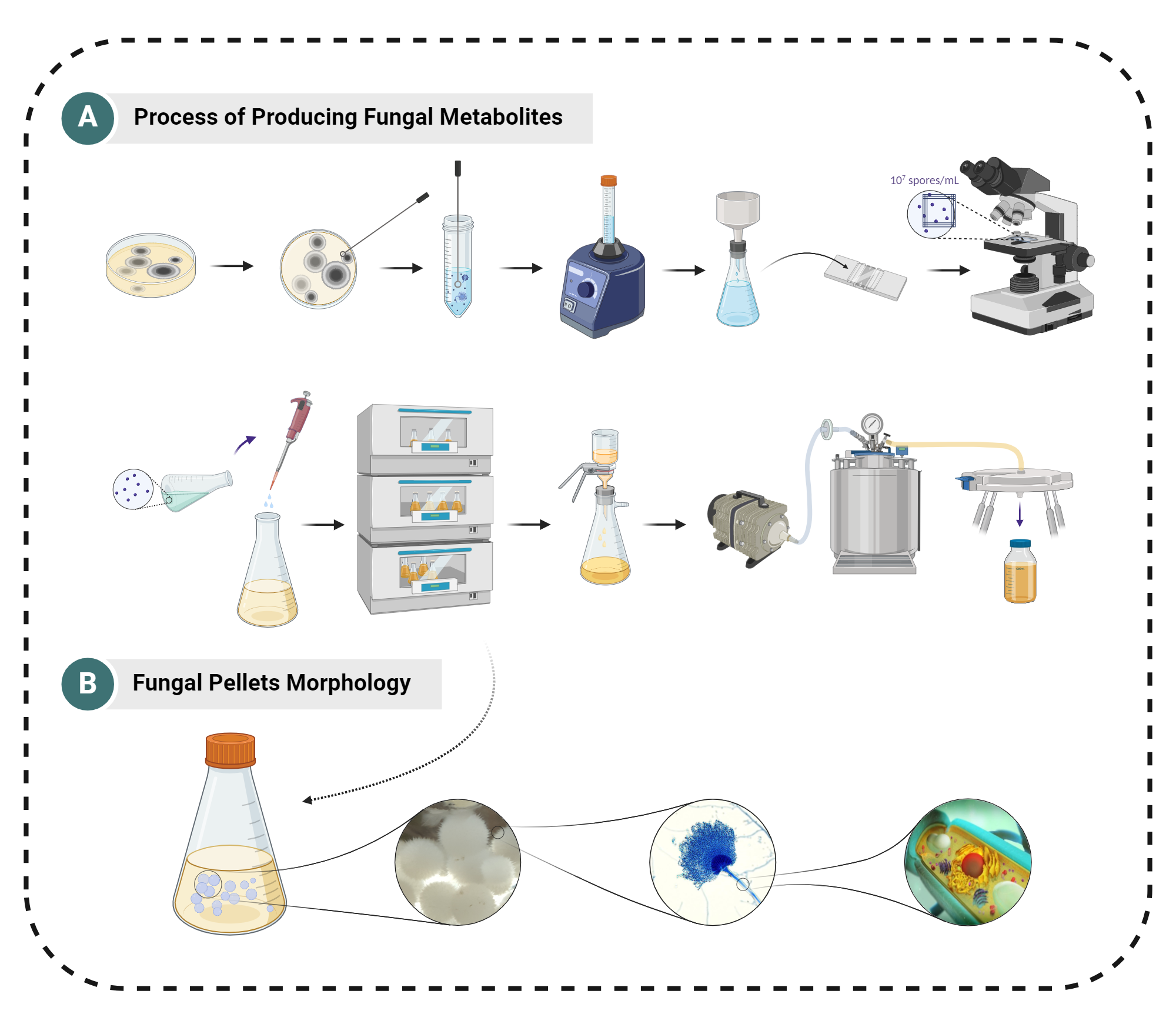 The schematic of 𝘈𝘴𝘱𝘦𝘳𝘨𝘪𝘭𝘭𝘶𝘴 𝘯𝘪𝘨𝘦𝘳 fungal metabolites production ...