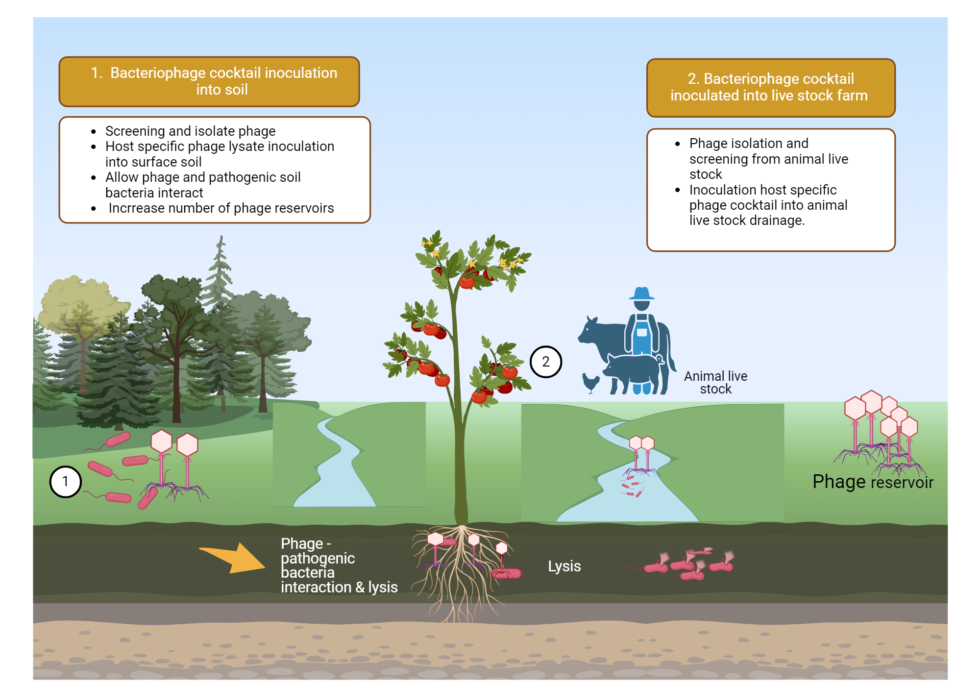 Application of phage therapy in soil – ground water system to control ...