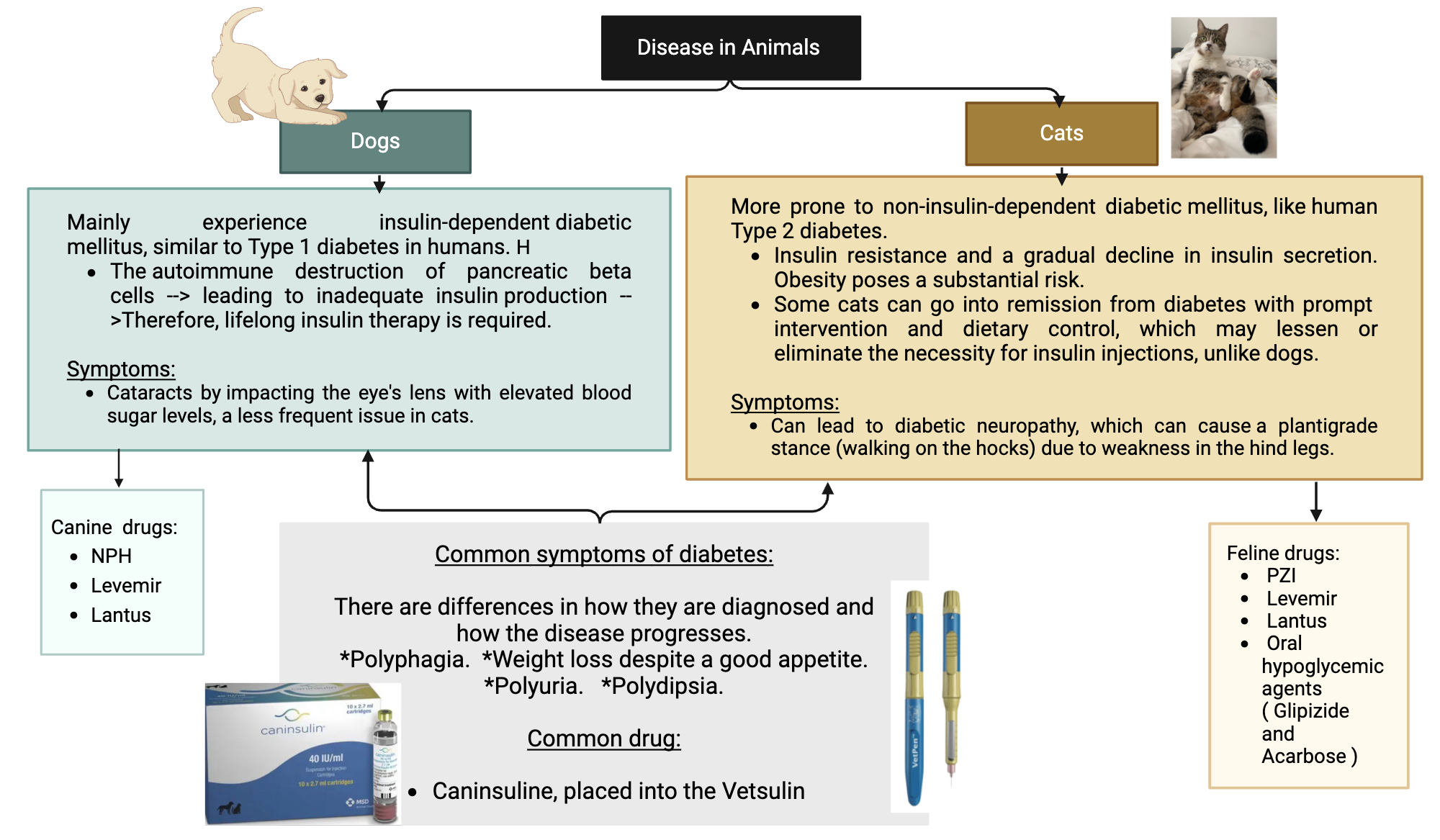Diabetes in Dogs and Cats | BioRender Science Templates
