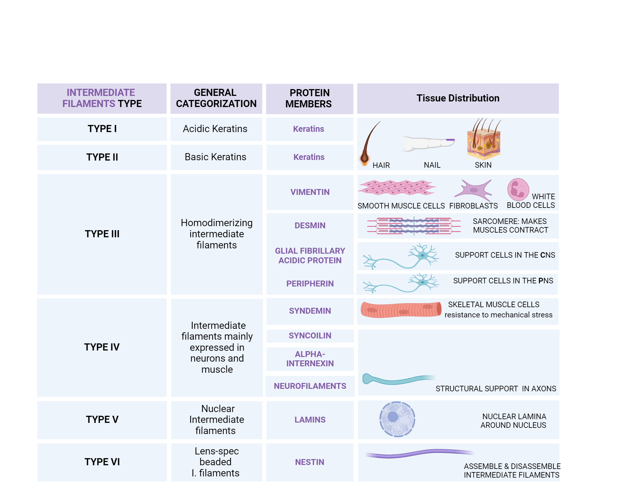 Intermediate filaments of the cytoskeleton | BioRender Science Templates