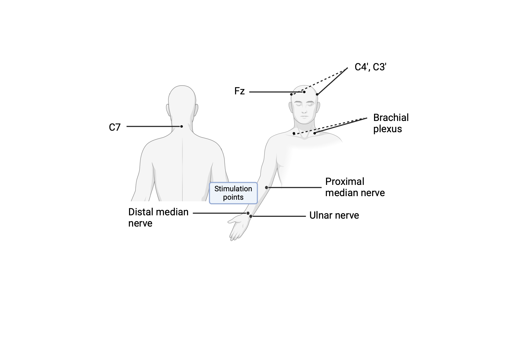 Median Nerve SEP | BioRender Science Templates