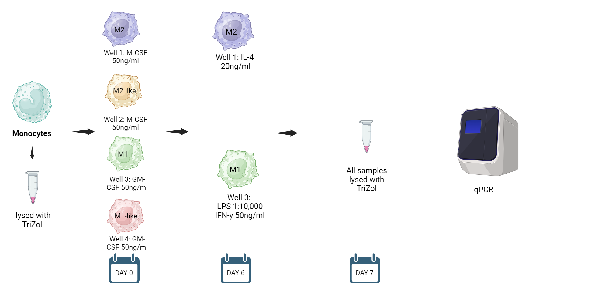 M1/M2 Differentiation and qPCR | BioRender Science Templates