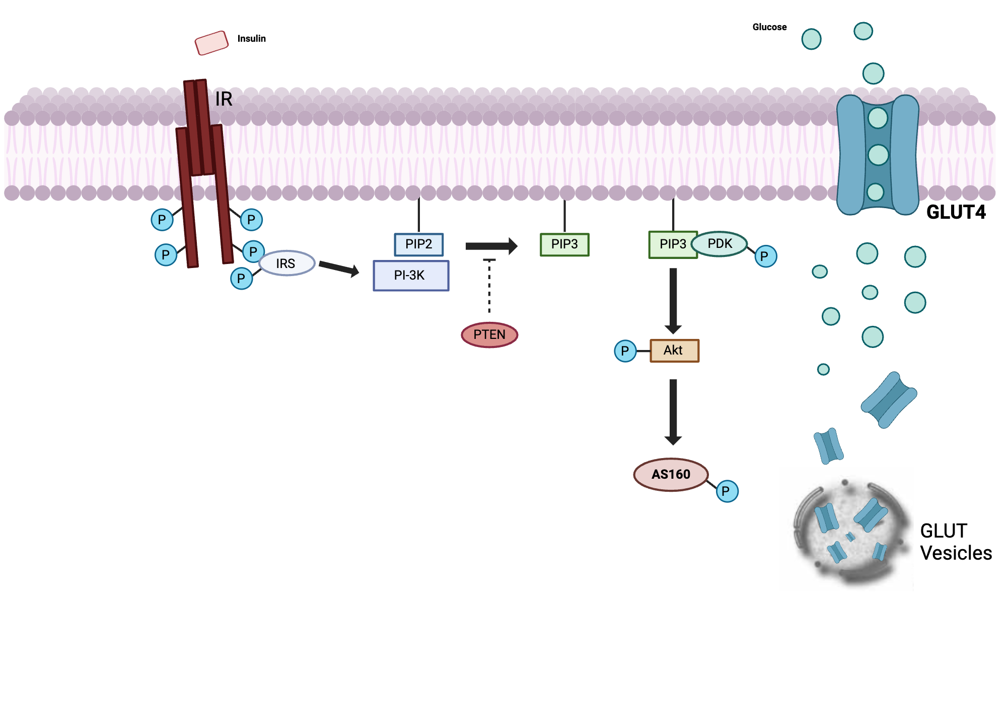Simplified Molecular Mechanism of Glucose Uptake of Skeletal Muscle at ...