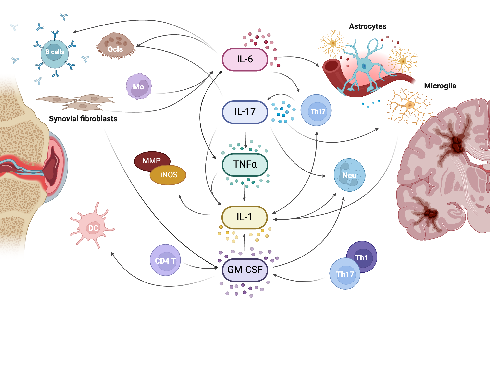 Role of cytokines in pathogenesis of Rheumatoid arthritis (RA) and ...