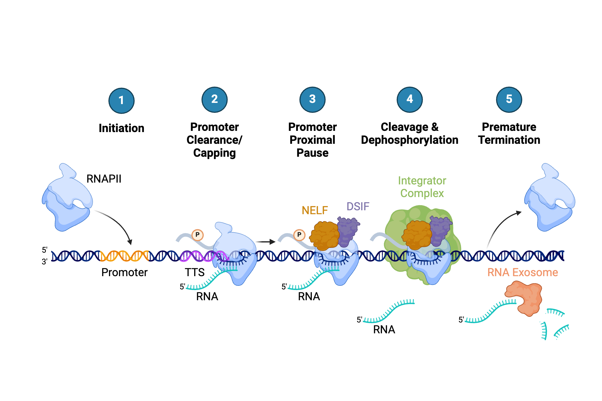 Eukaryotic Transcription Premature Termination Biorender Science Templates